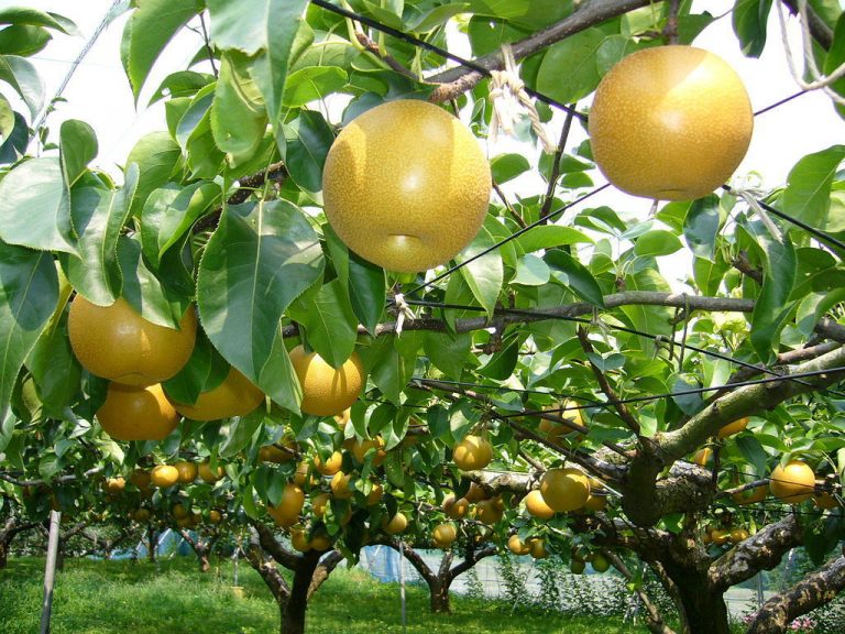 Pear trees bear juicy income for Dakshinkali farmers - DCnepal