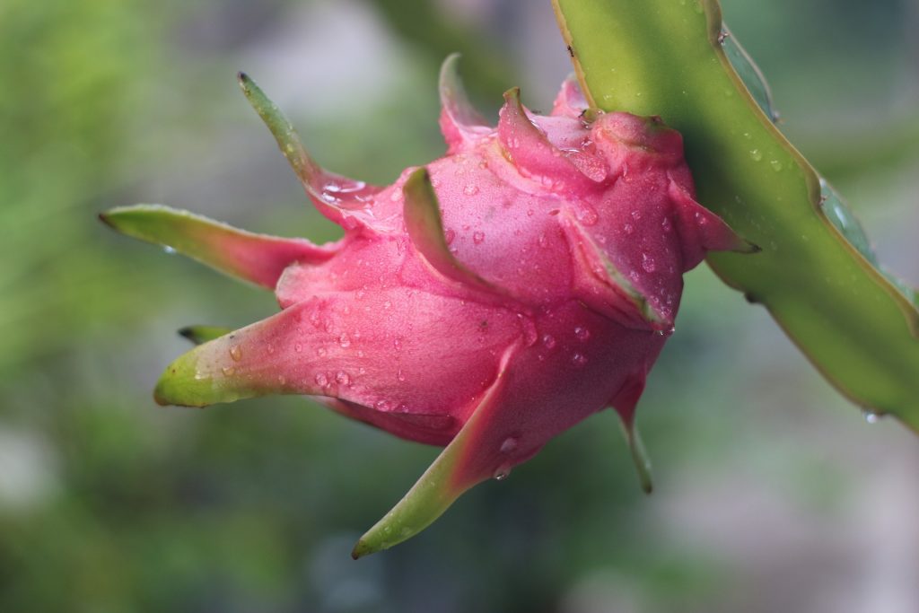 Gujarat renames Dragon fruit to "Kamalam" - DCnepal
